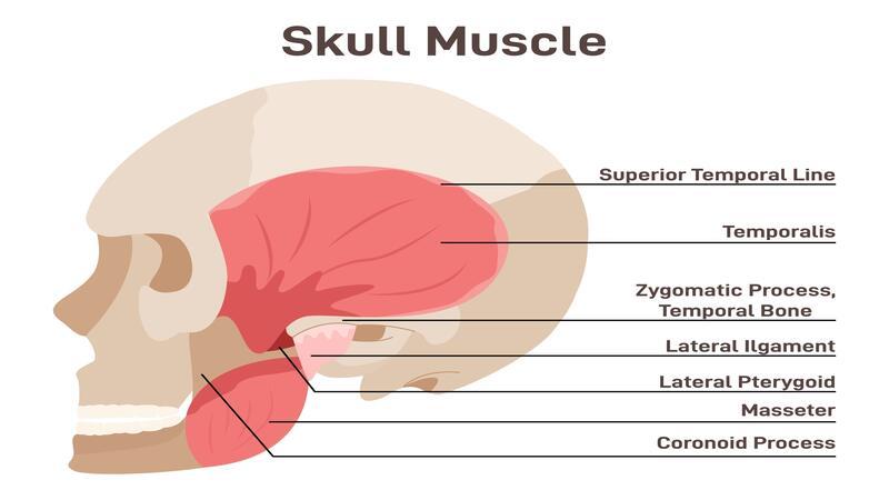 Temporalis Muscle Functions